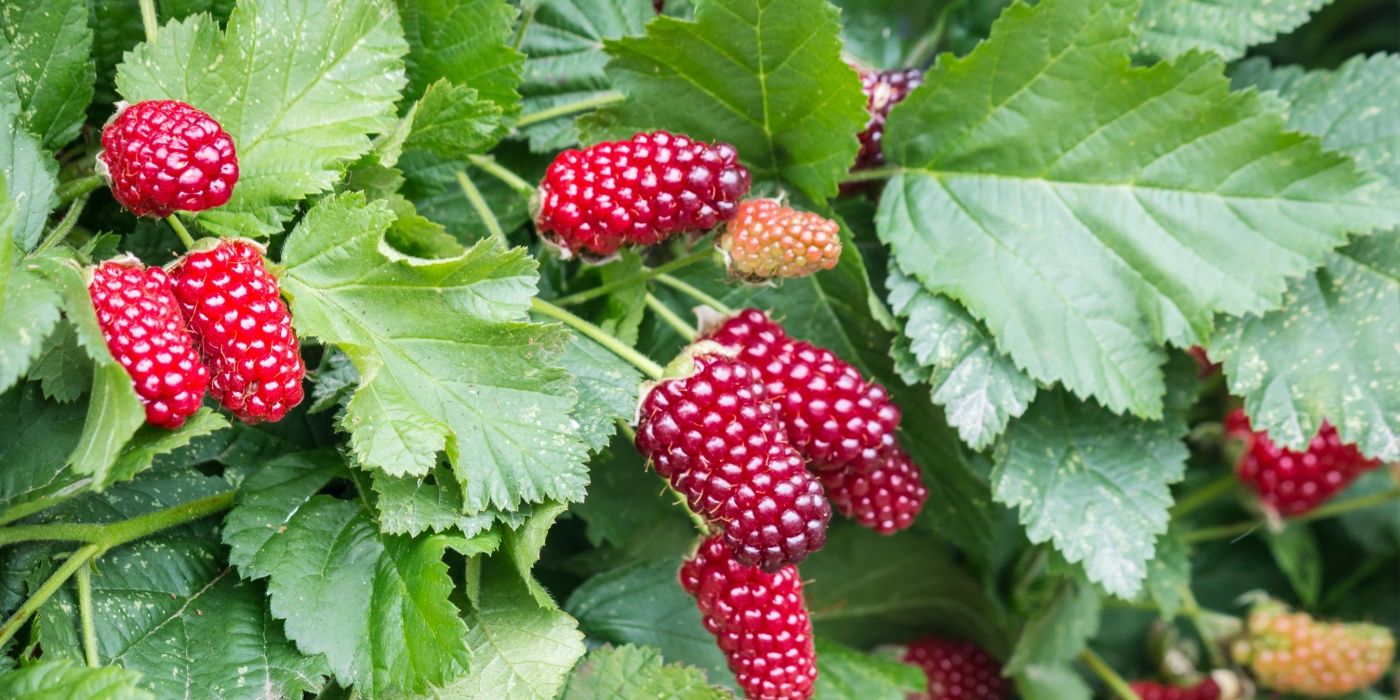 Sweeten Your Landscape: 6 June Berry Plants to Enhance Your Garden