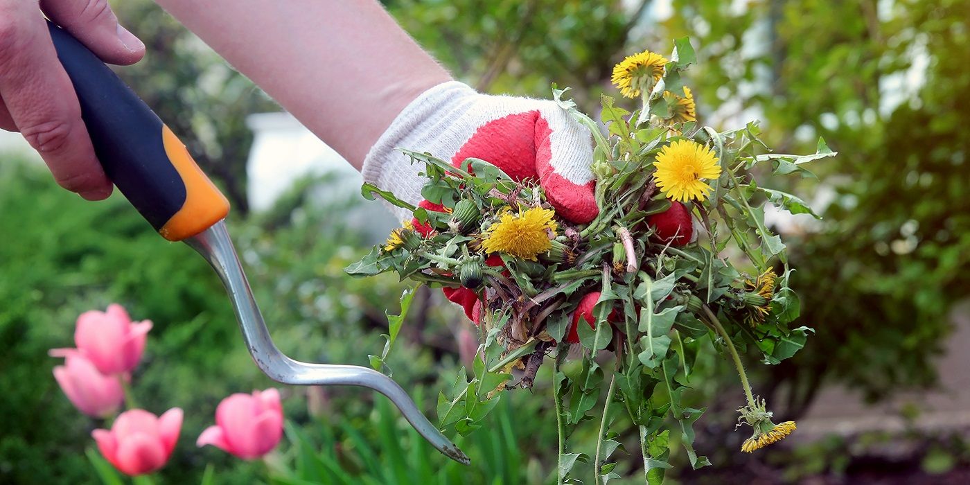 Invasive Plants Taking Over? Discover How to Reclaim Your Yard