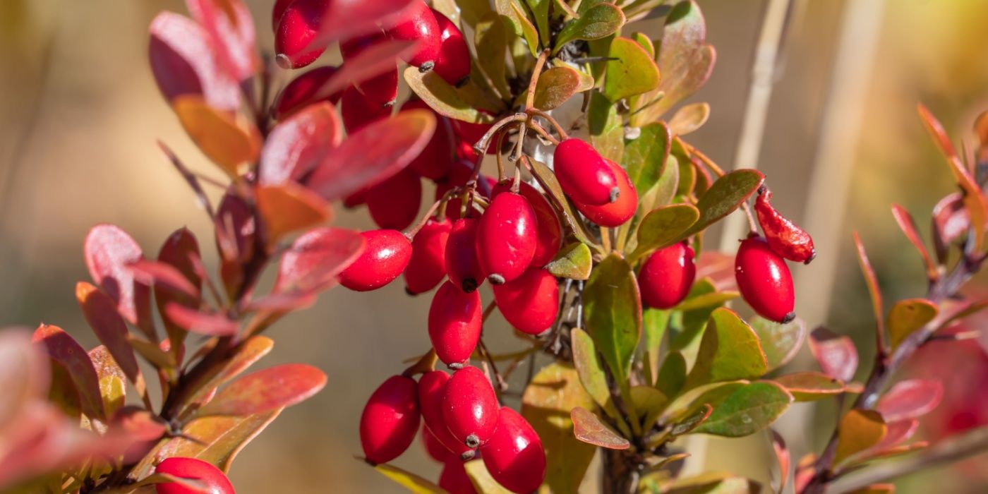 Sweeten Your Landscape: 6 June Berry Plants to Enhance Your Garden