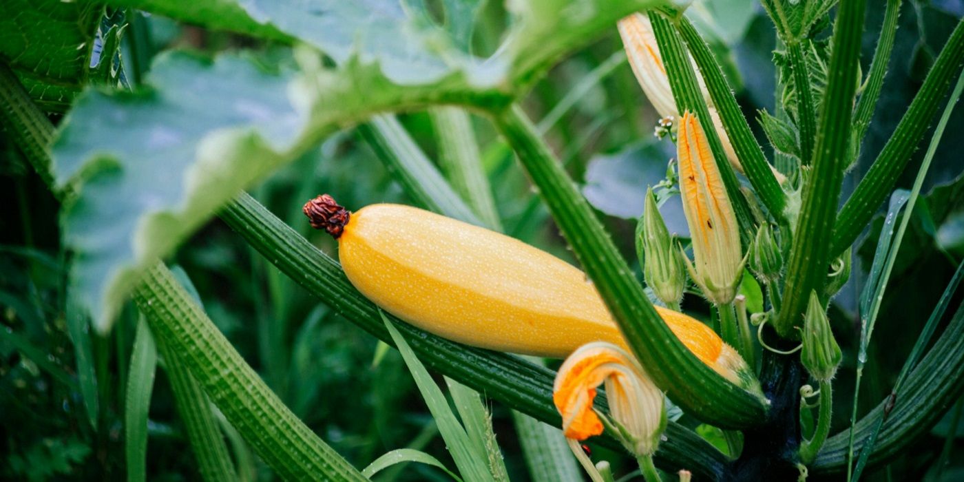 Harvest Summer Squash the Right Way