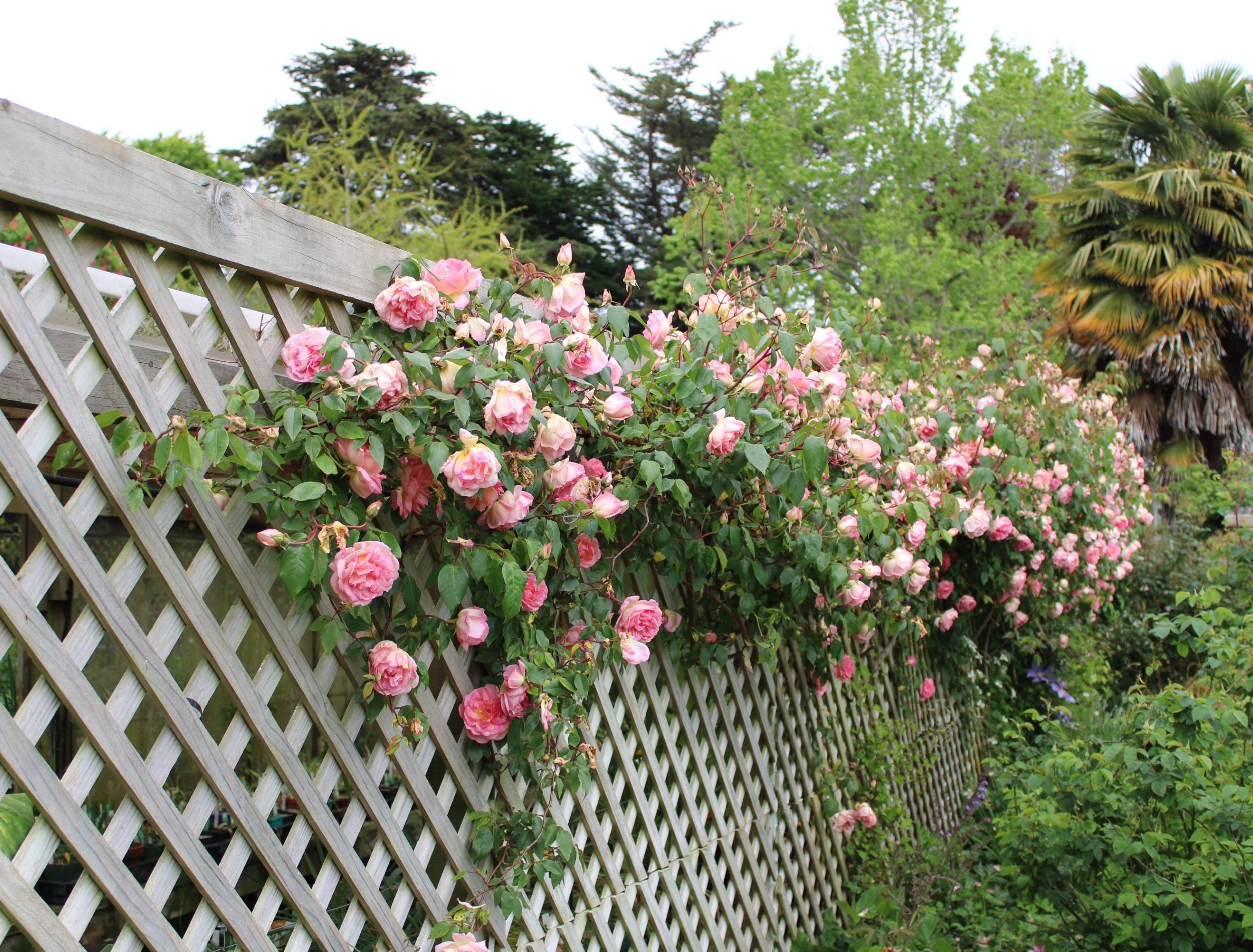 9 Most Disease-Resistant Tomato Varieties