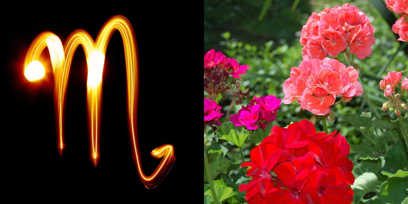 Zodiac Sign Flowers: 12 Stunning Options For Your Garden Design