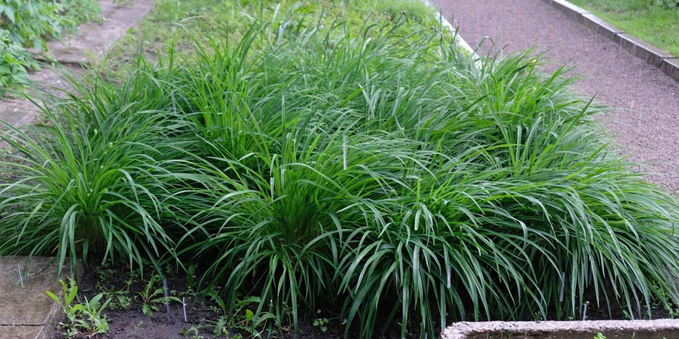 How Sedges Bring Beauty and Balance to Your Outdoor Space