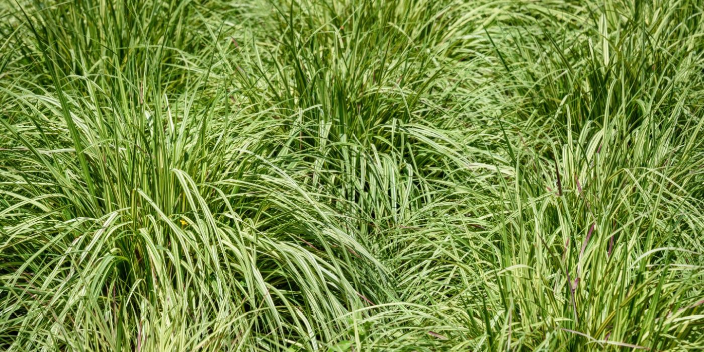 Sedges: The Versatile and Eco-Friendly Addition to Your Landscape