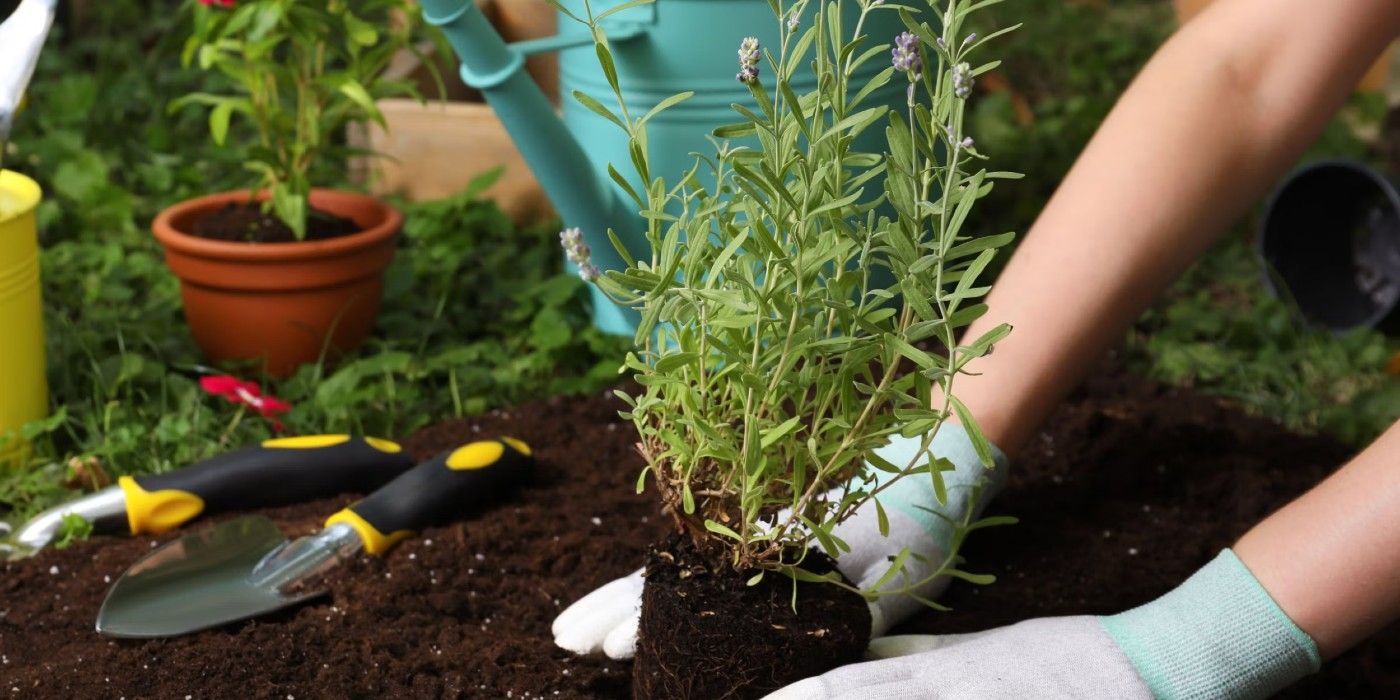See How Certain Plants Allow You To Create a Useful and Fun Witches Garden