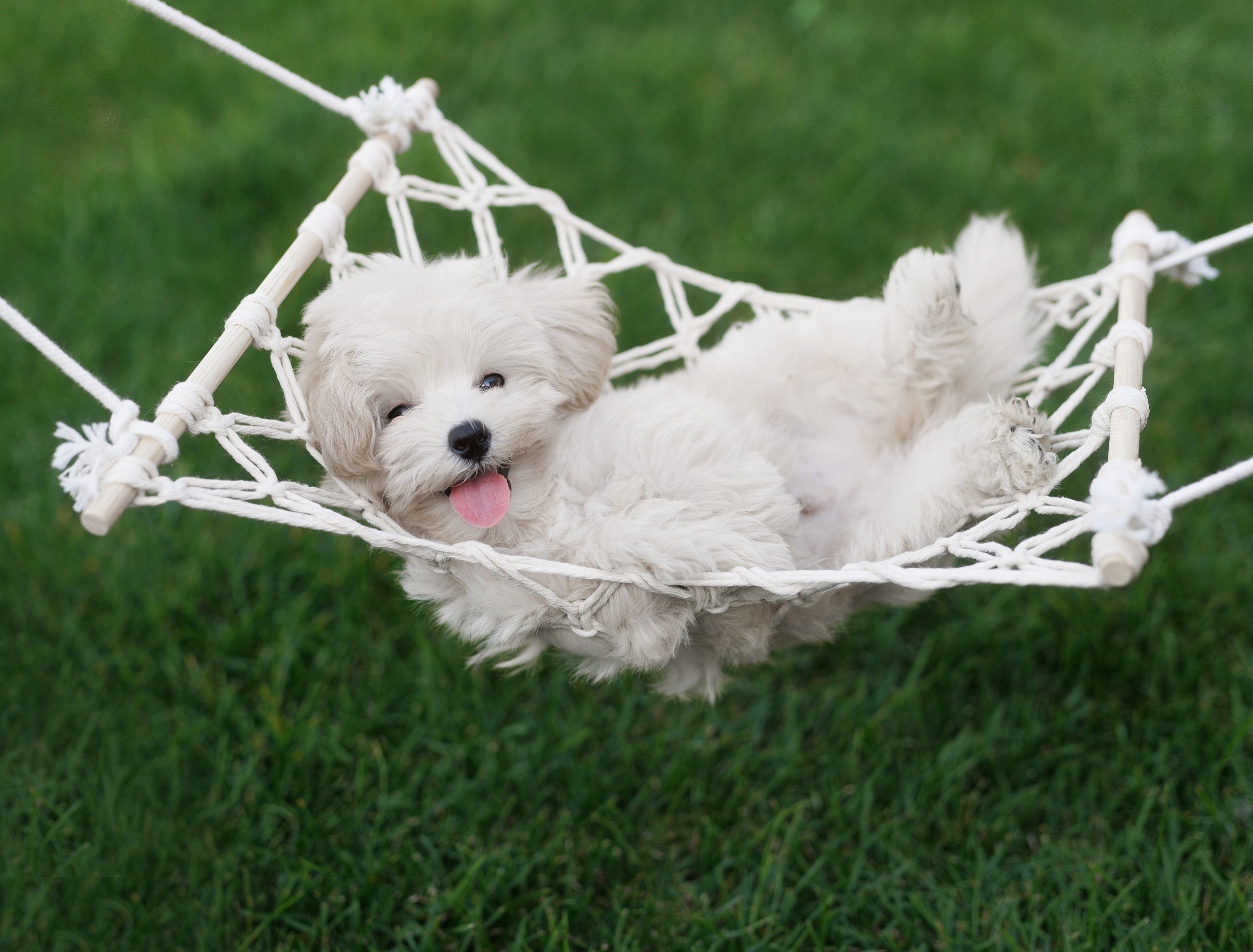 Find the Best Dog Hammock For Your Best Friend Find the Best Dog Hammock For Your Best Friend
