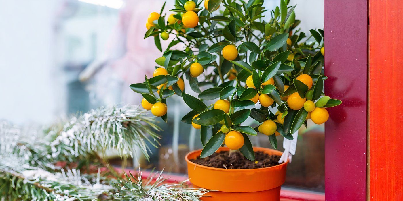 6 Fruit Trees for Apartment Dwellers