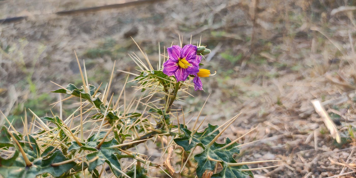 10 Weird Plants: Explore Some of the Strangest Plants in the World