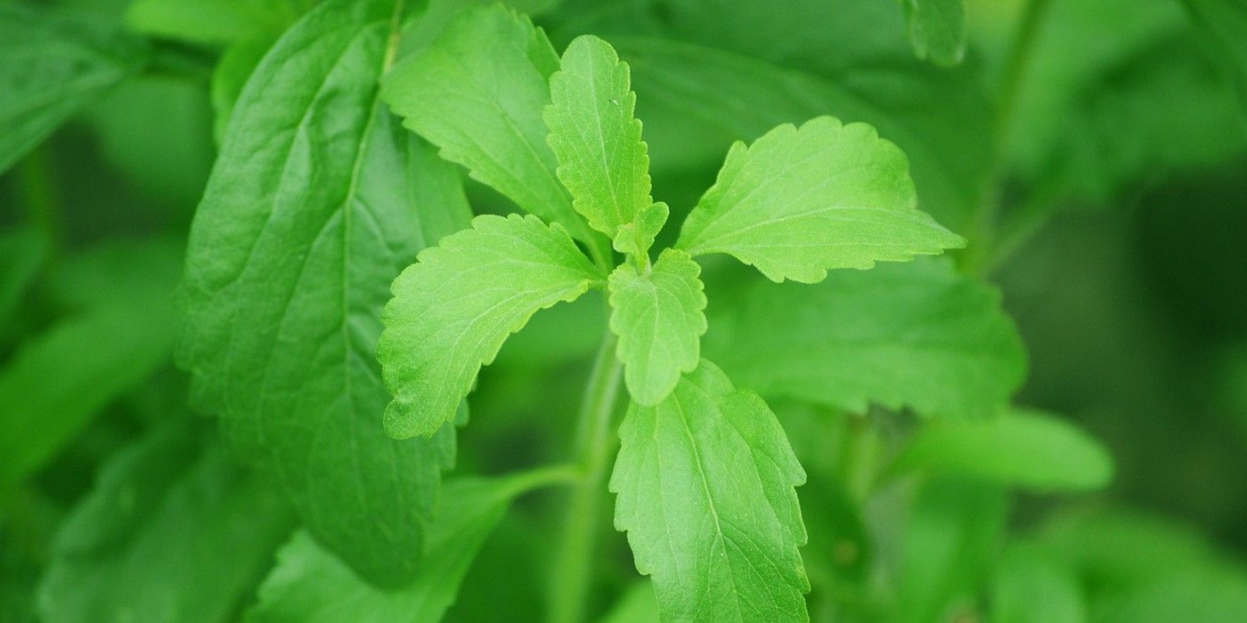 How to Grow and Care for Stevia