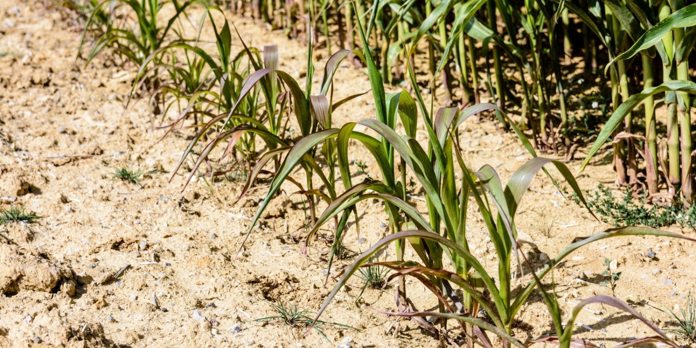 Understanding Your Plant: 6 Signals It Needs Care