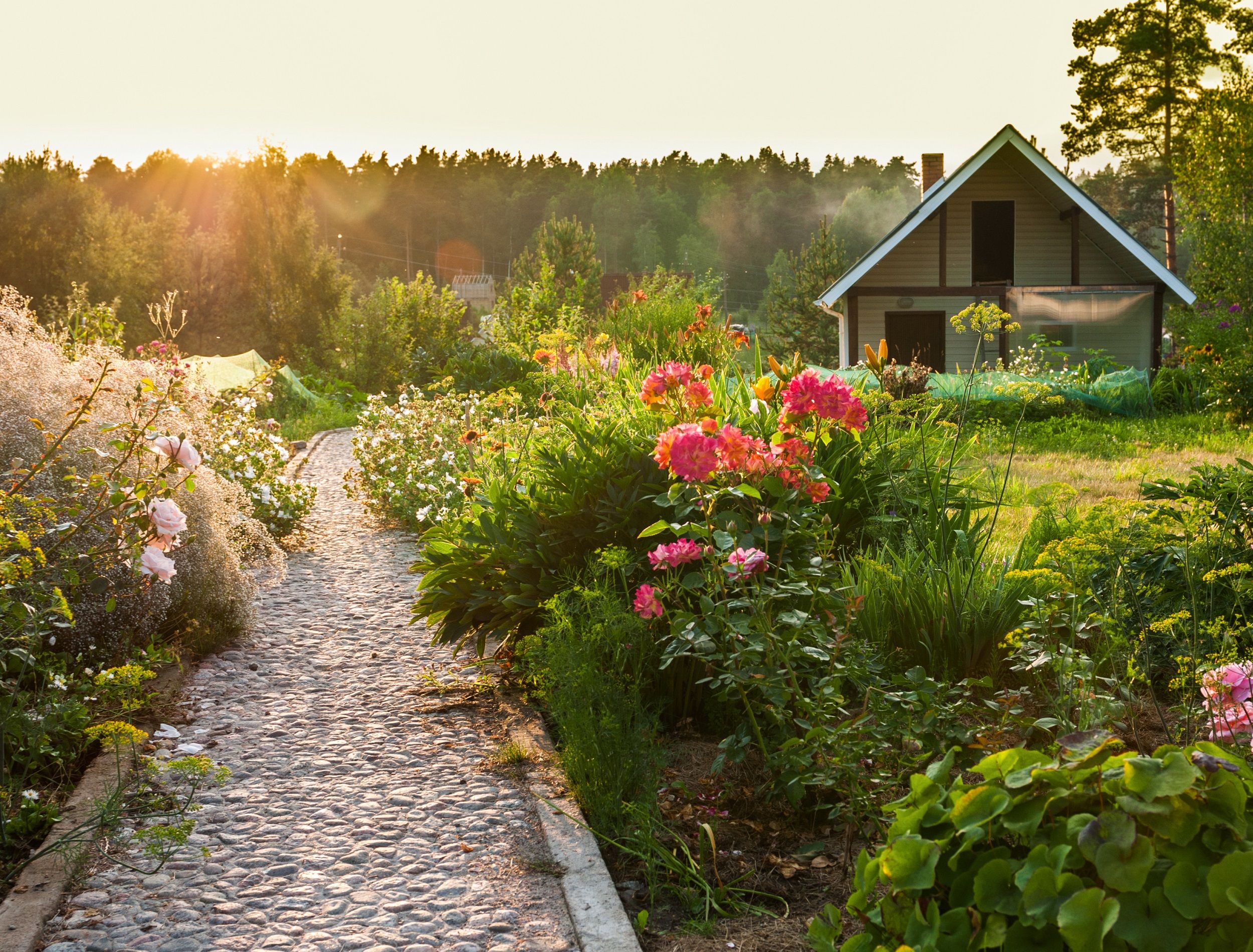 Grow Heat-Tolerant Plants in Your Summer Garden