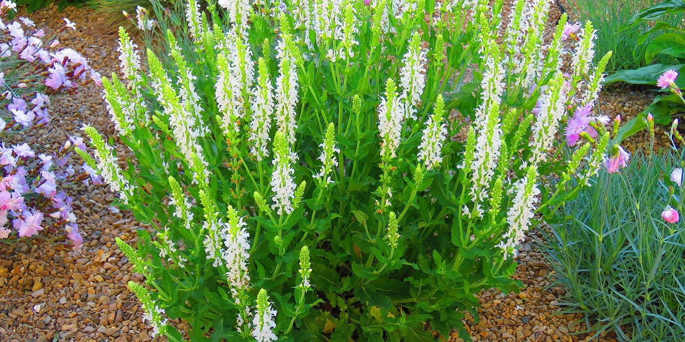 6 Easy-to-Grow Summer Flowering Shrubs