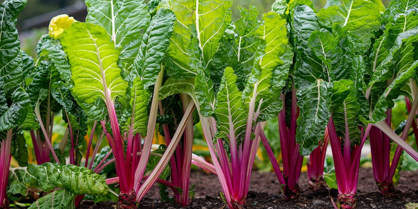 Leafy Greens That Are Perfect to Plant in August