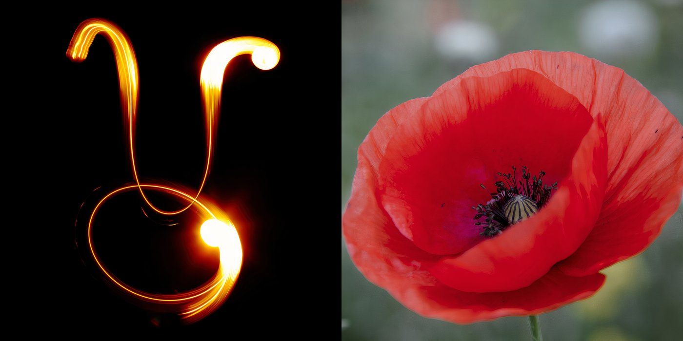 Zodiac Sign Flowers: 12 Stunning Options For Your Garden Design