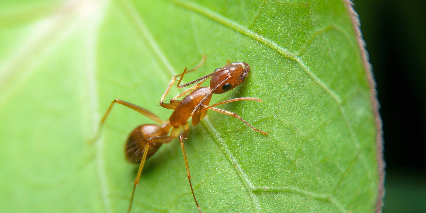Garden Pests Like the Tawny Crazy Ant Negatively Impact Local Ecosystems