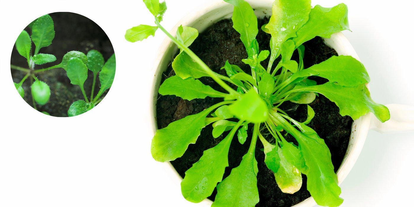 Bioluminescent Plants: Create a Unque Garden With 5 Glowing Plants