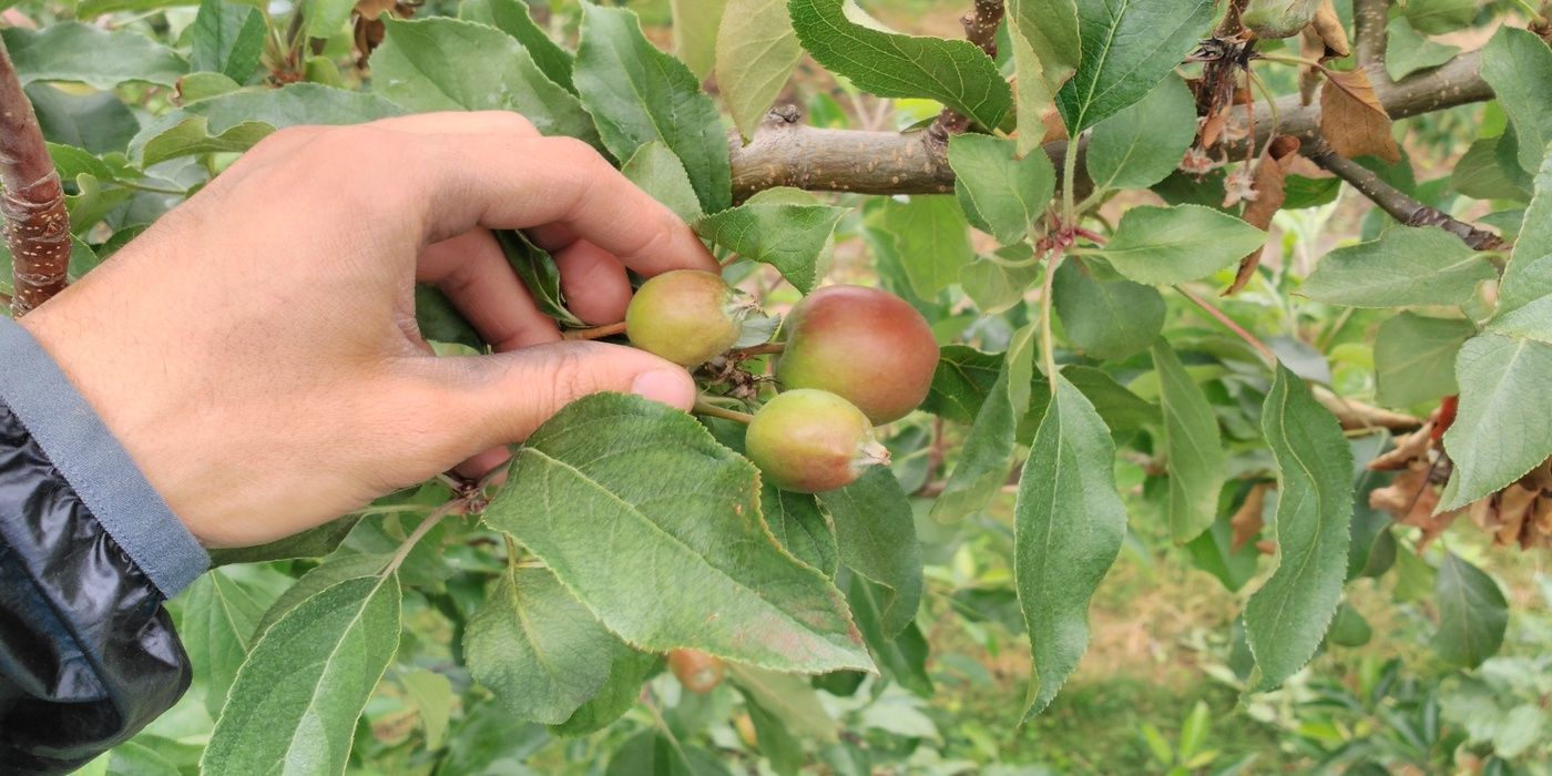 Elevate Your Garden Game: Pro Tips for Thinning Fruit Trees