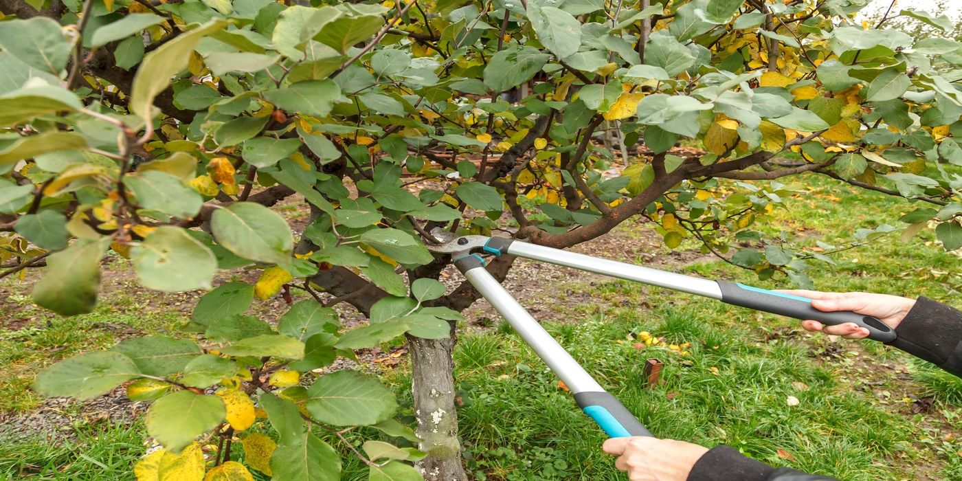 Transforming Your Overgrown Lawn with Simple Strategies