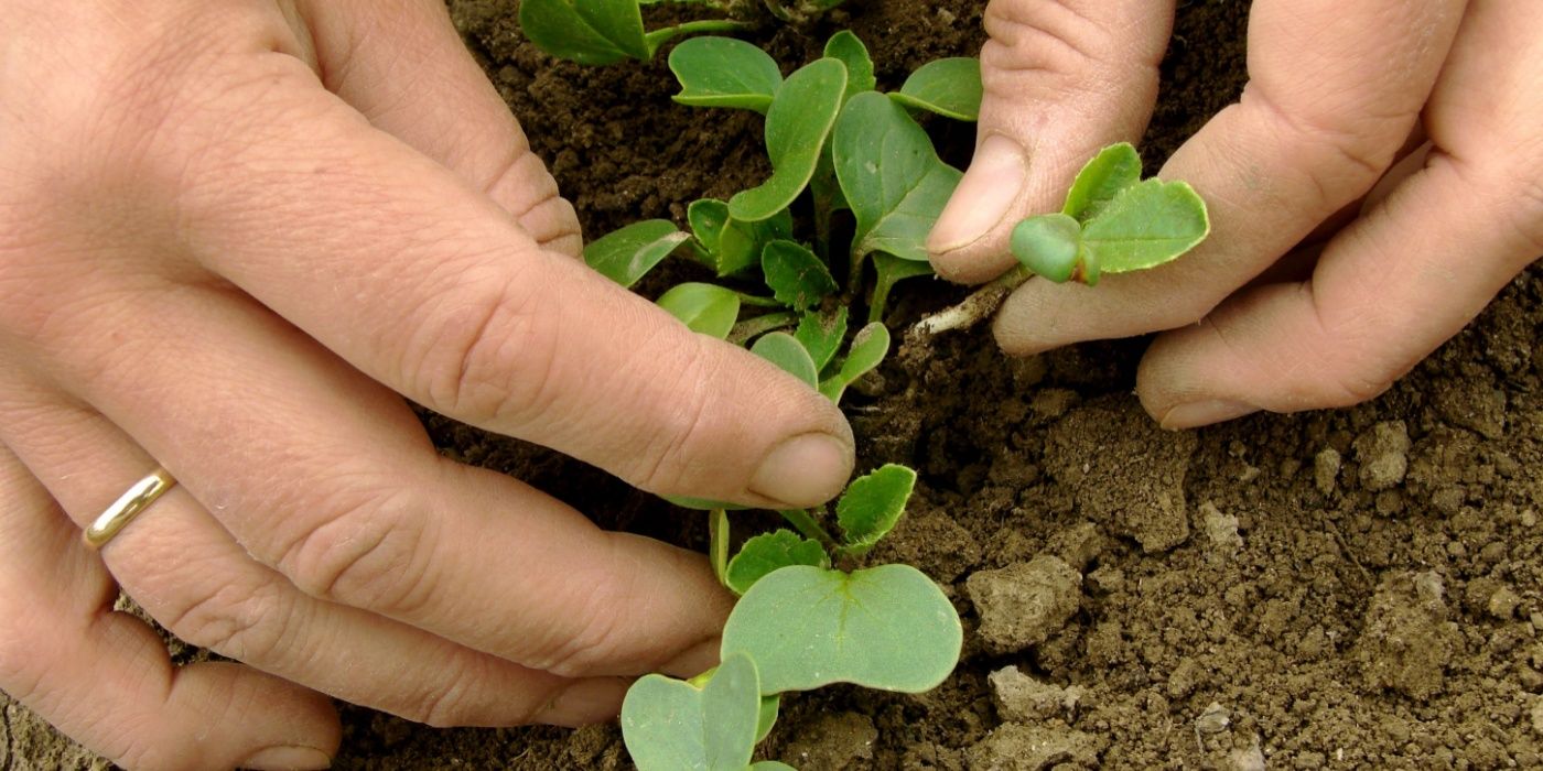 Seedling Care 101: Everything You Need to Know