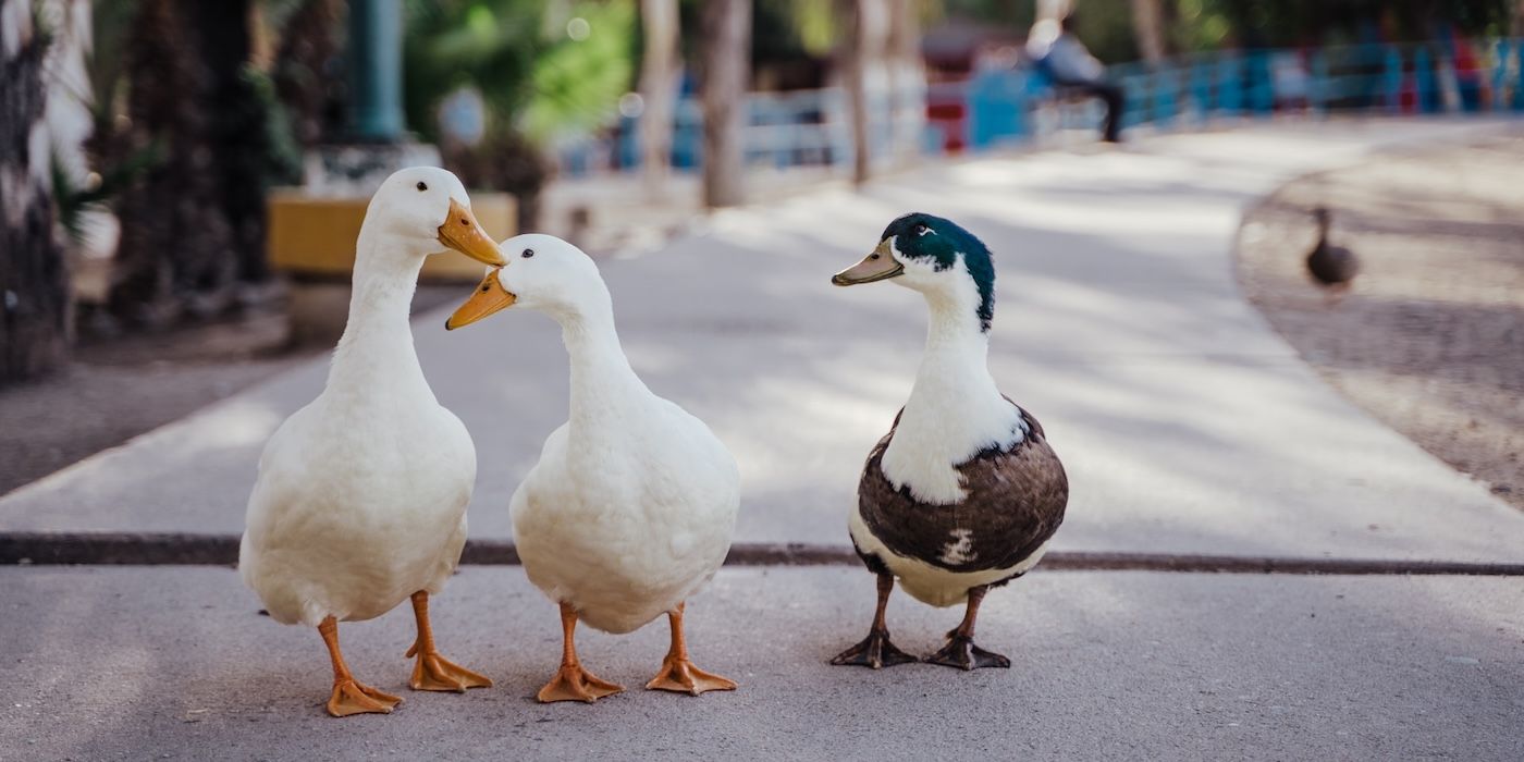 Are Ducks a Good Addition to Your Garden Pond?