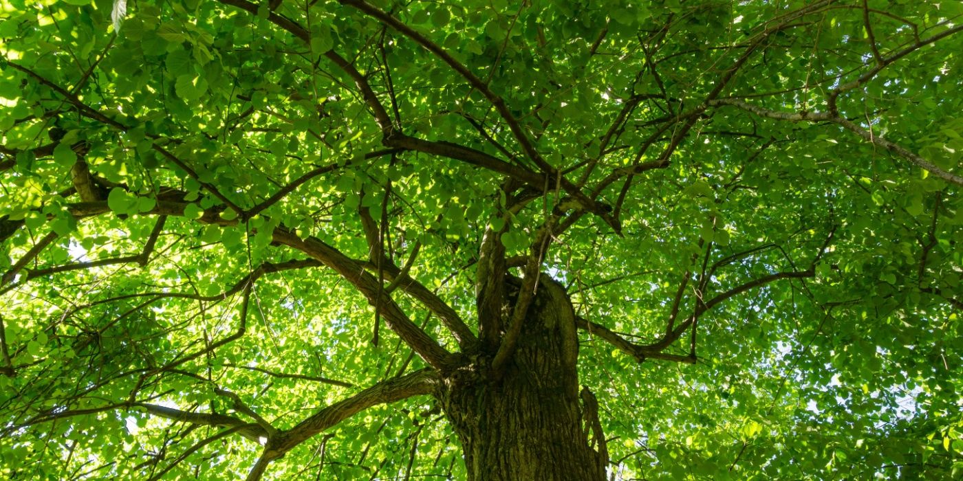 Shade Your Yard Naturally: 6 Best Trees to Plant