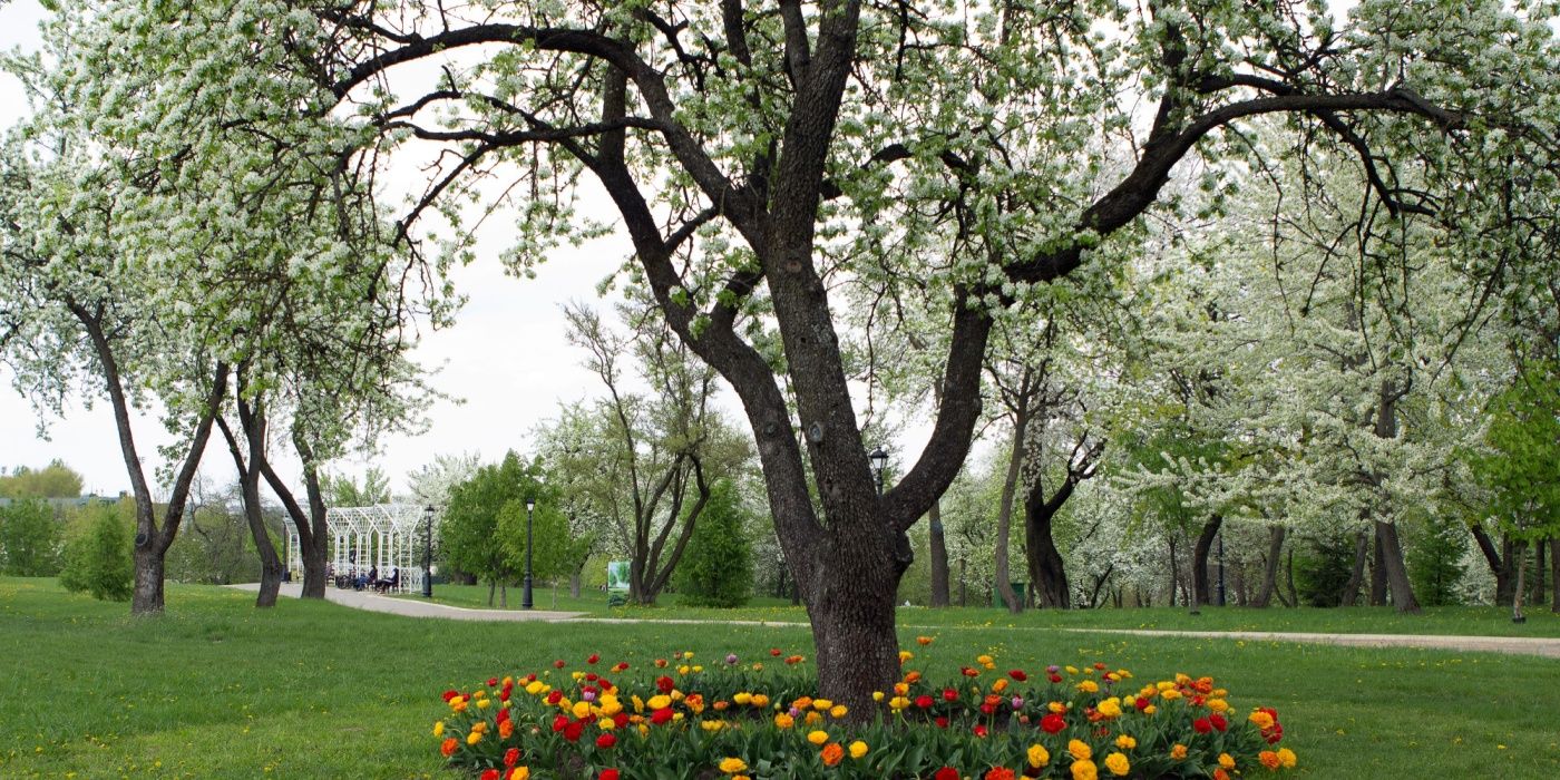 Stunning Landscaping Ideas for Around Your Trees