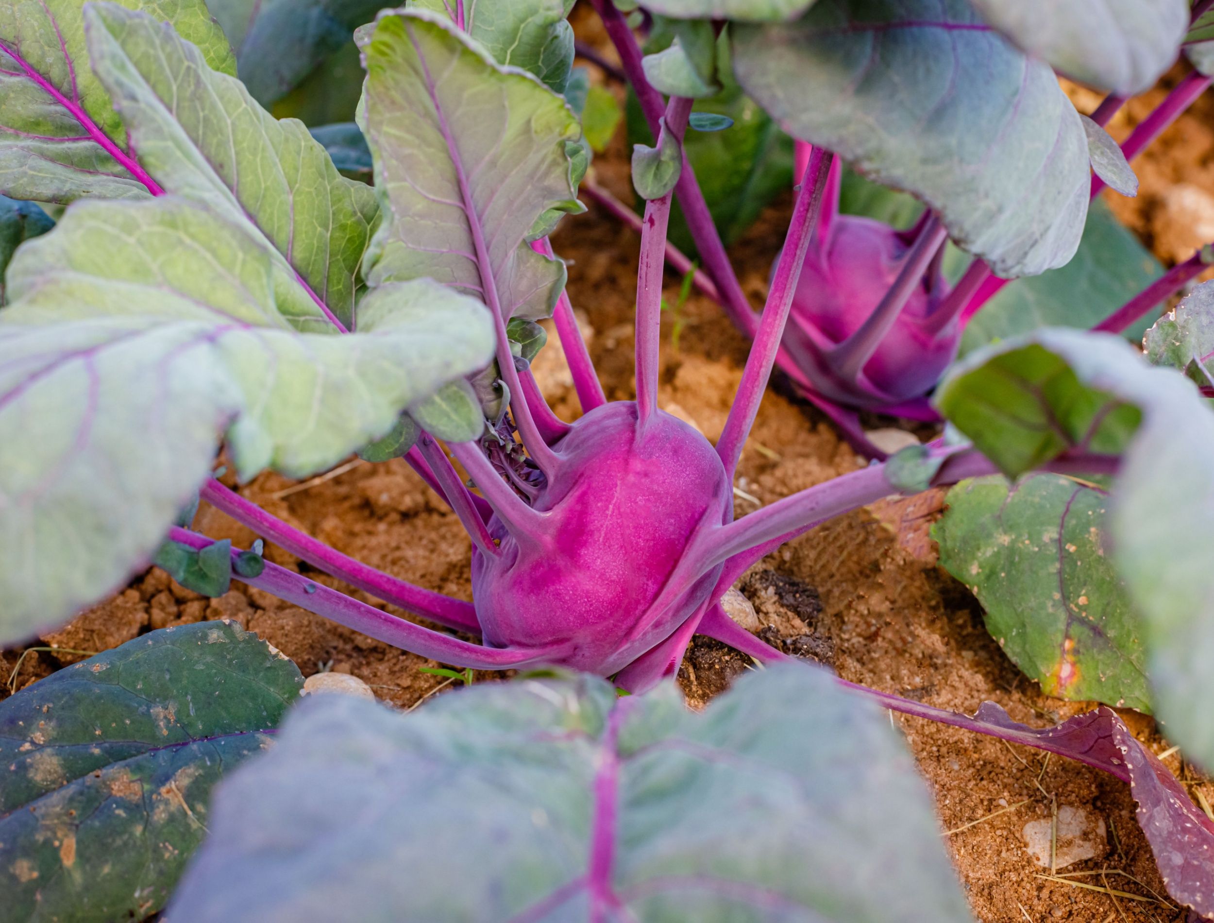 Unique Vegetables to Elevate Your Landscape
