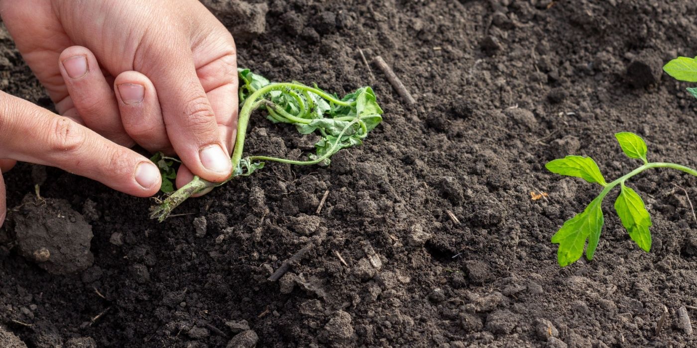 Thinning 101: How to Effectively Thin Your Summer Vegetables
