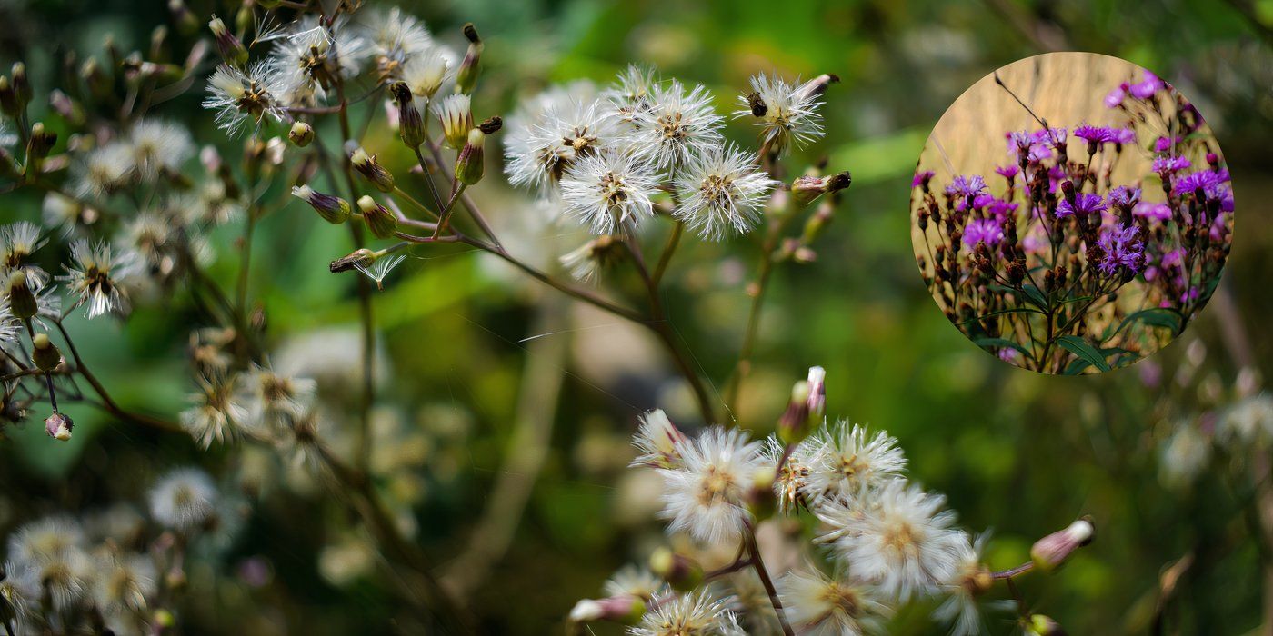 Choose 7 Types of Flowers That Dieback Nicely to Enhance Your Space