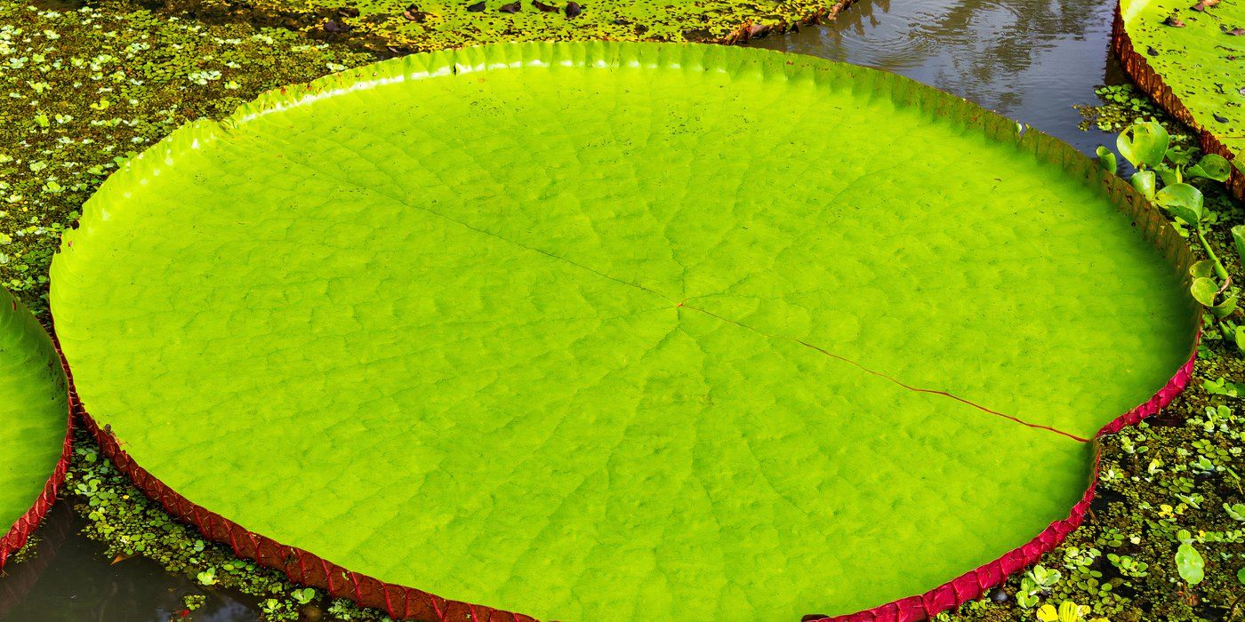 10 Weird Plants: Explore Some of the Strangest Plants in the World