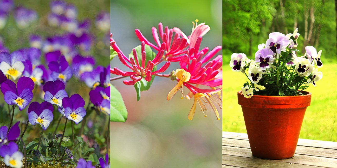 Edible Flowers: Enhance Your Meals With Flowers You Can Eat
