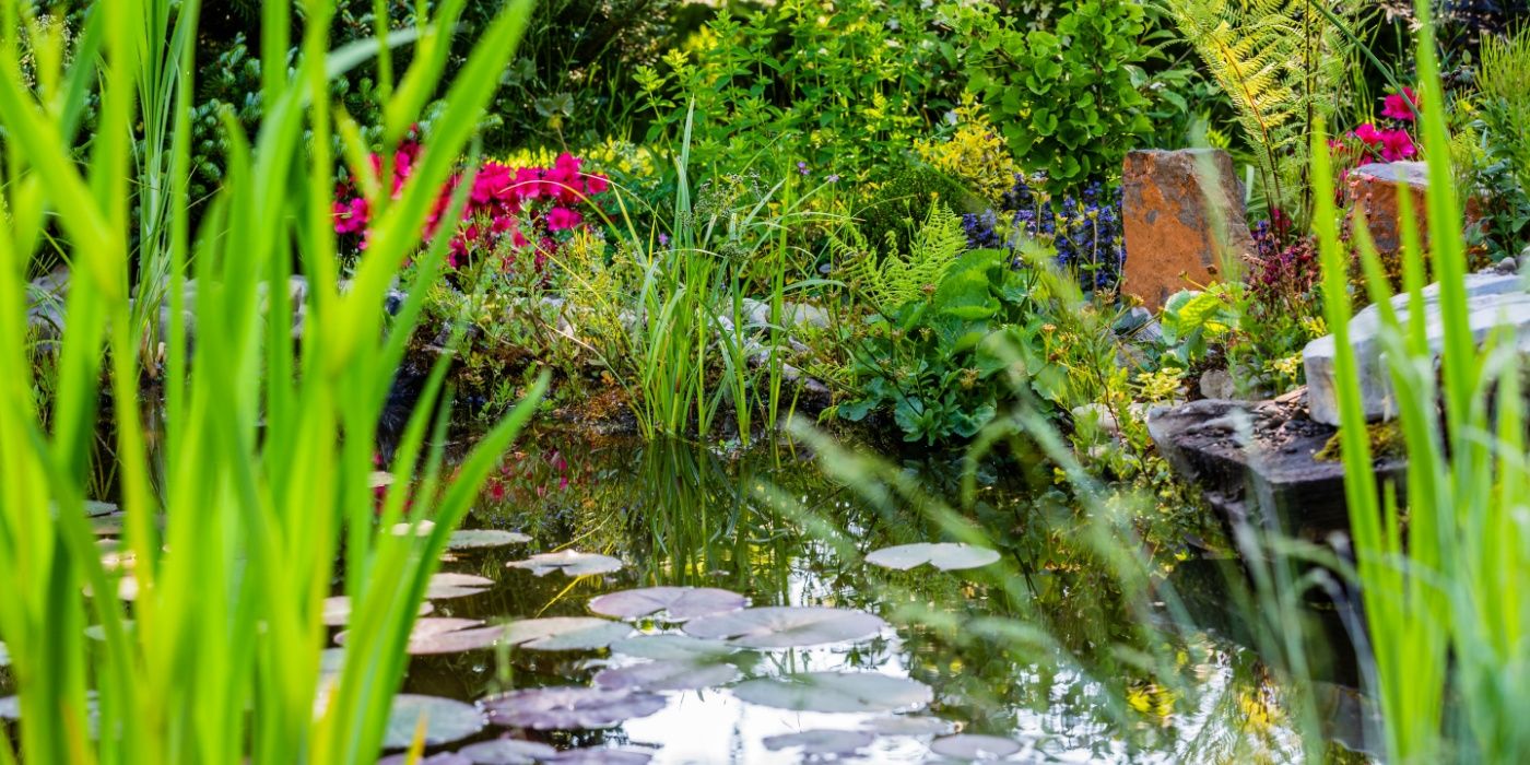 Water Gardens: Build Soothing Aquatic Garden in Your Yard