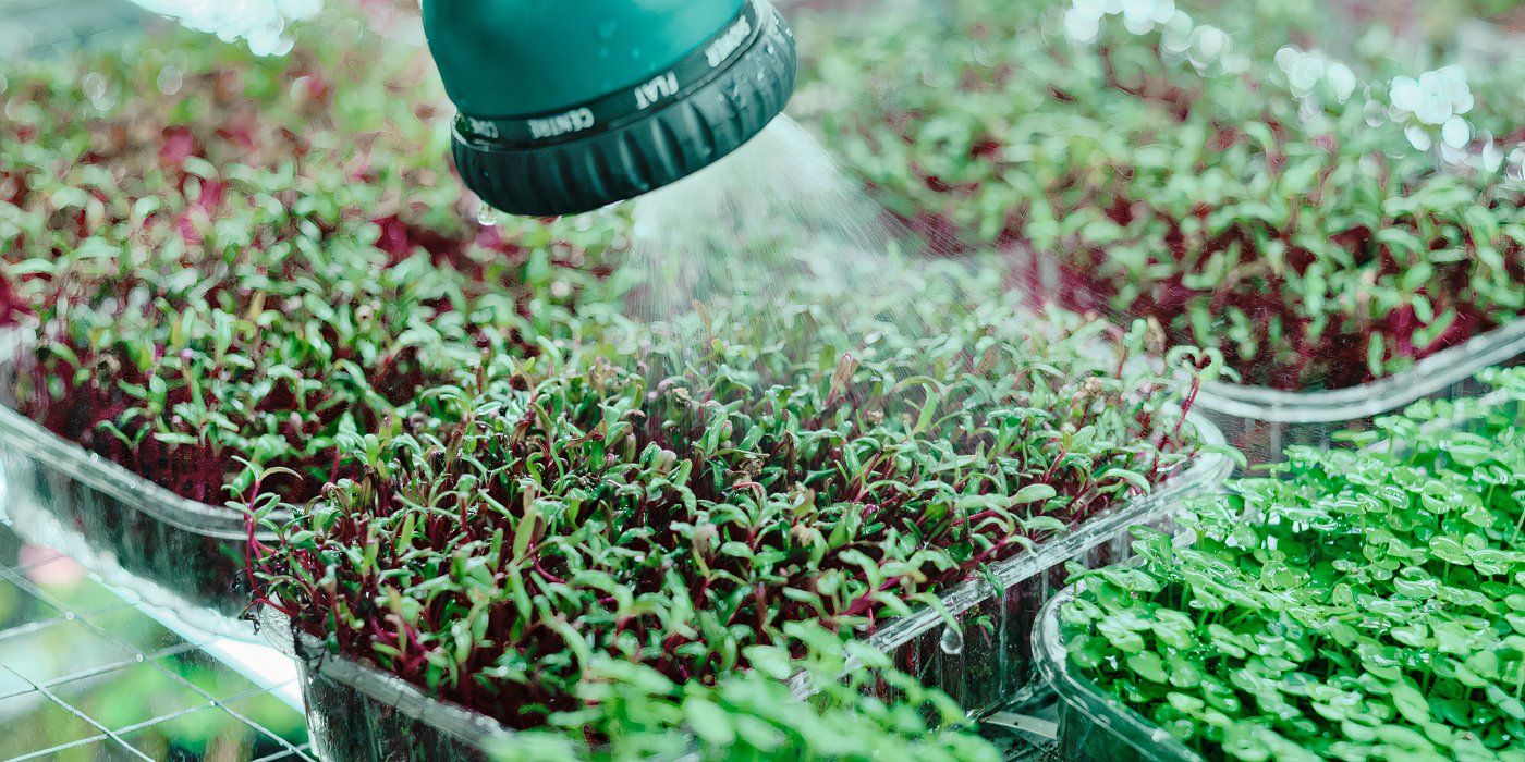 Ensuring Balanced Hydration for Garden Plants