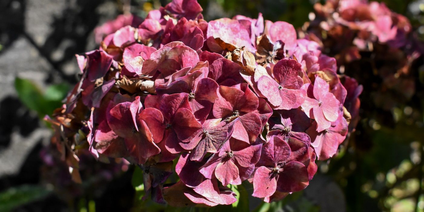 How to Care For Hydrangeas in Summer
