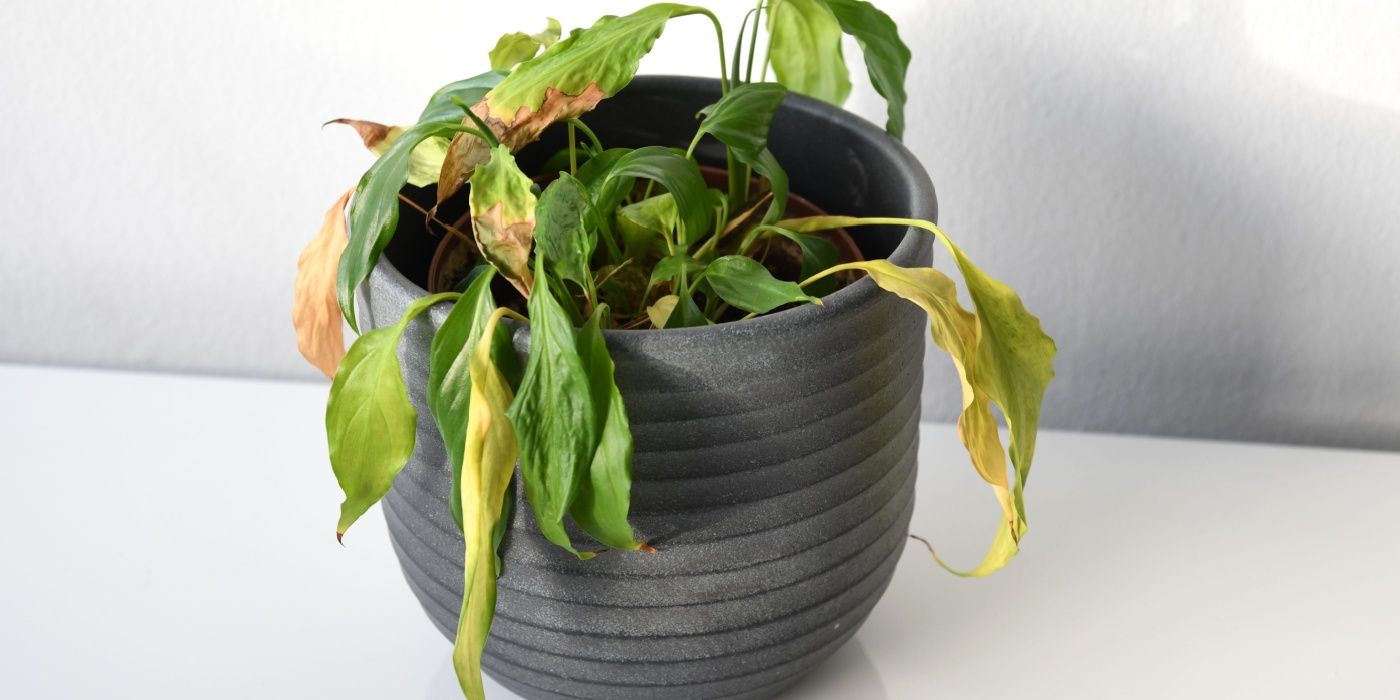 Understanding Your Plant: 6 Signals It Needs Care