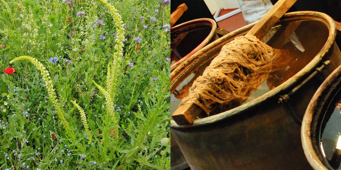 Natural Plant Dyes: Create a Dye Garden in Your Backyard