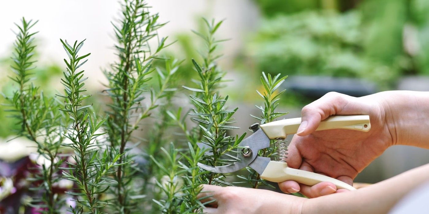 How to Grow a Cocktail Garden: 8 Plants You Need