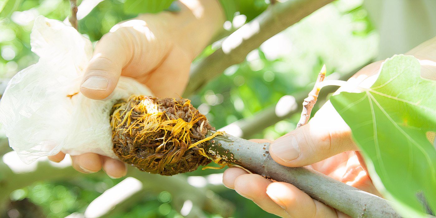 How Air Layering Plants Helps Expand Your Garden Plant Collection