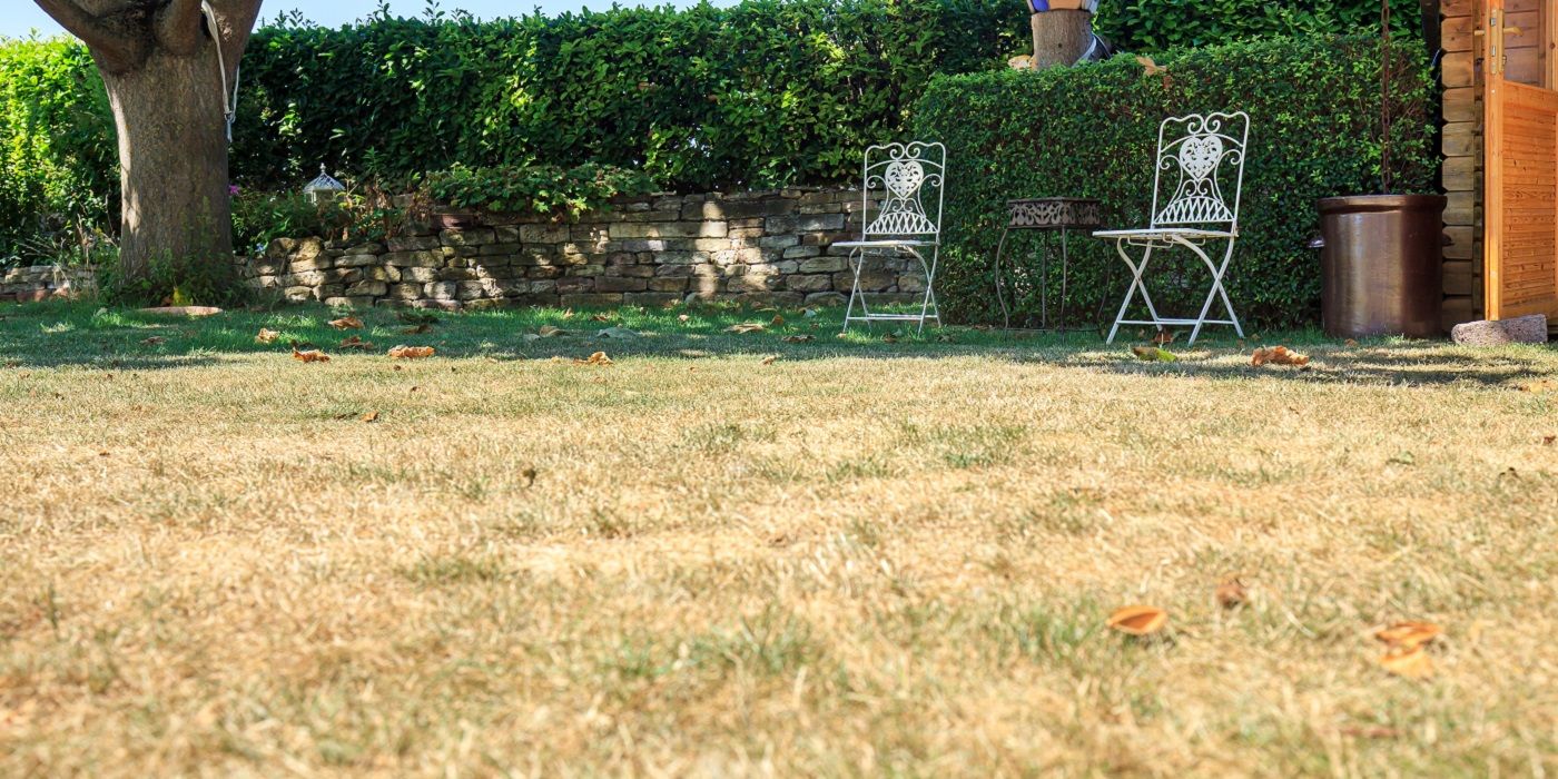 Should You Let Your Lawn Go Brown In Summer?