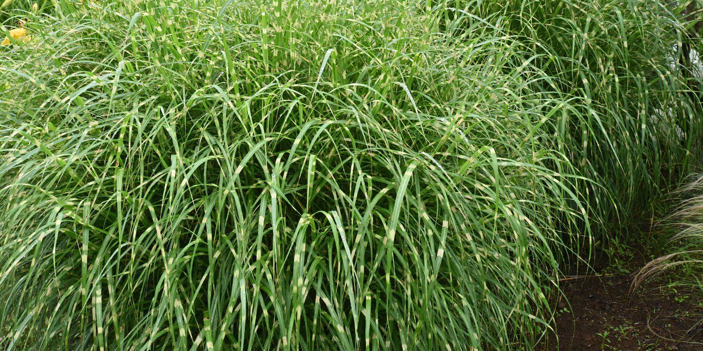 Incorporate Color Into Your Landscape Design With Ornamental Grasses