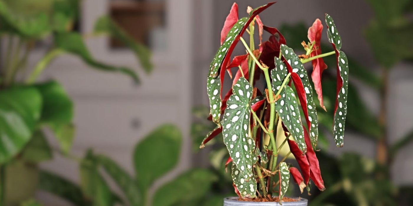 The Striking Spotted Begonia and Its Easy Care
