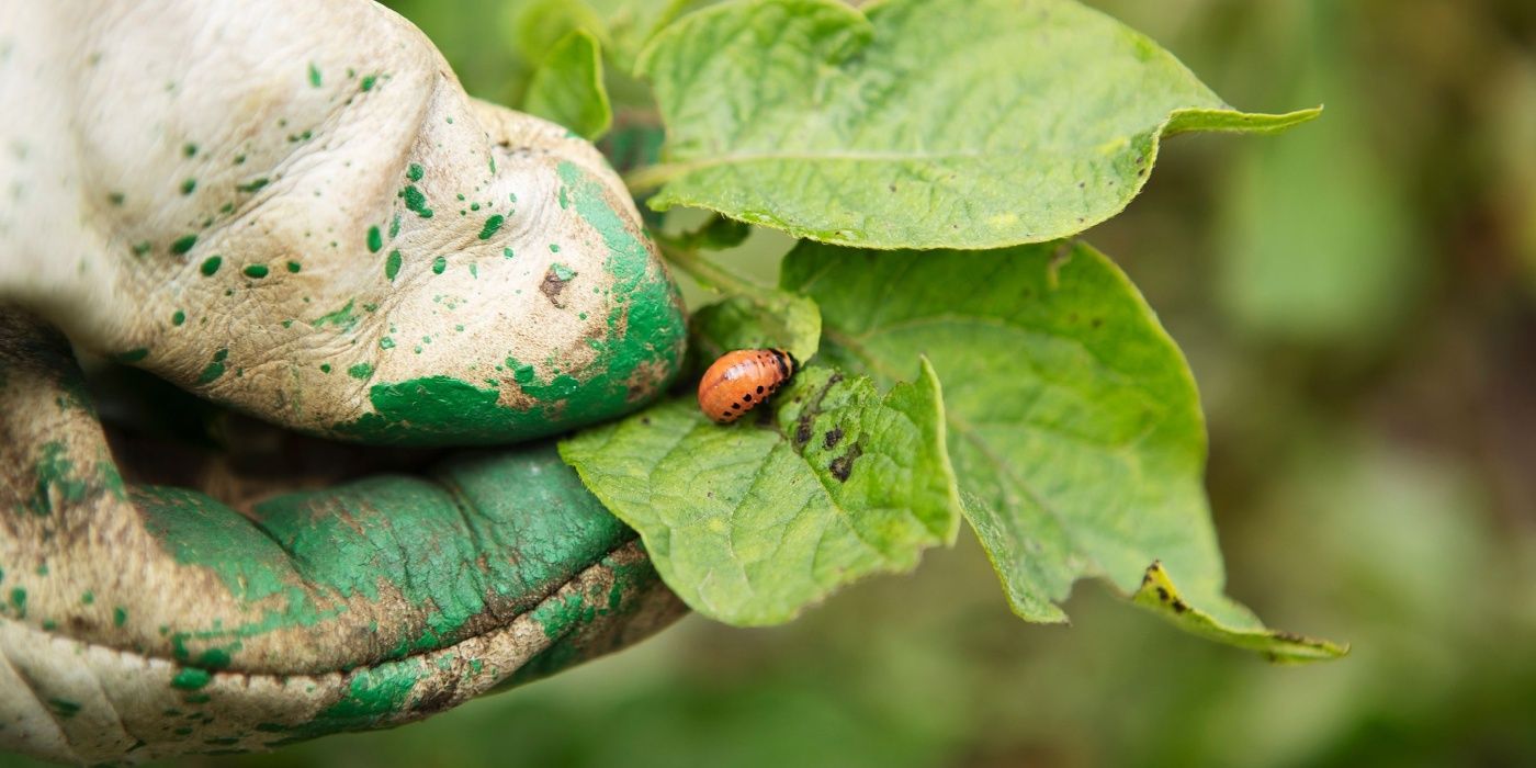 7 Expert Tips for Natural Pest Control in Your Summer Garden