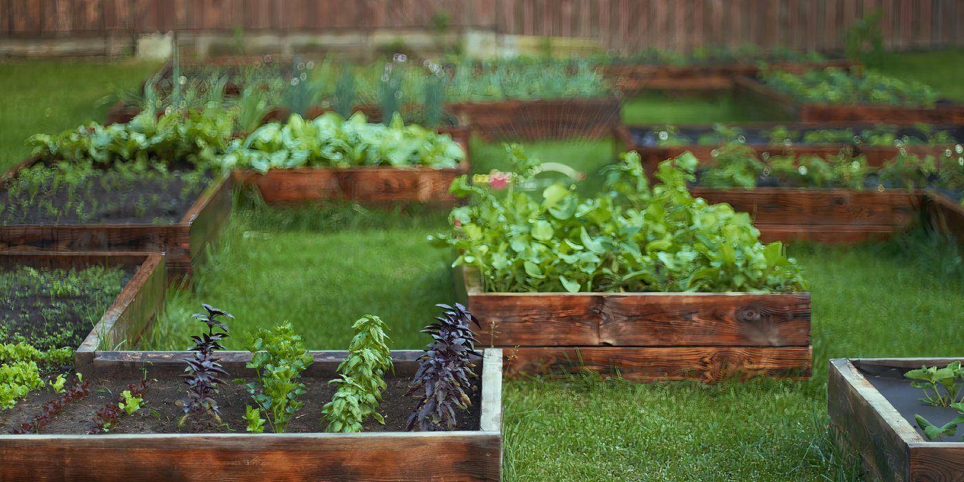 Green Thumbs Up: A Fresh Start with Herb Gardening