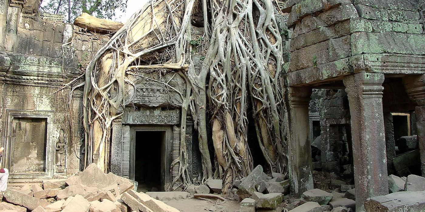 Strangler Fig: The Tree That Suffocates Other Plants