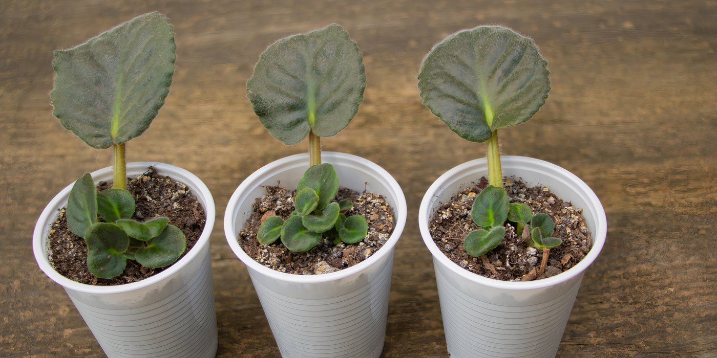 Learn About the Most Popular Indoor Plants: The African Violet