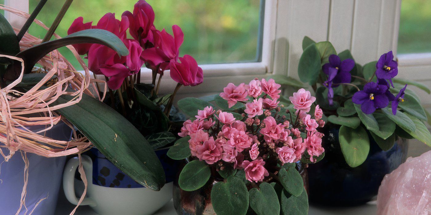 Learn About the Most Popular Indoor Plants: The African Violet