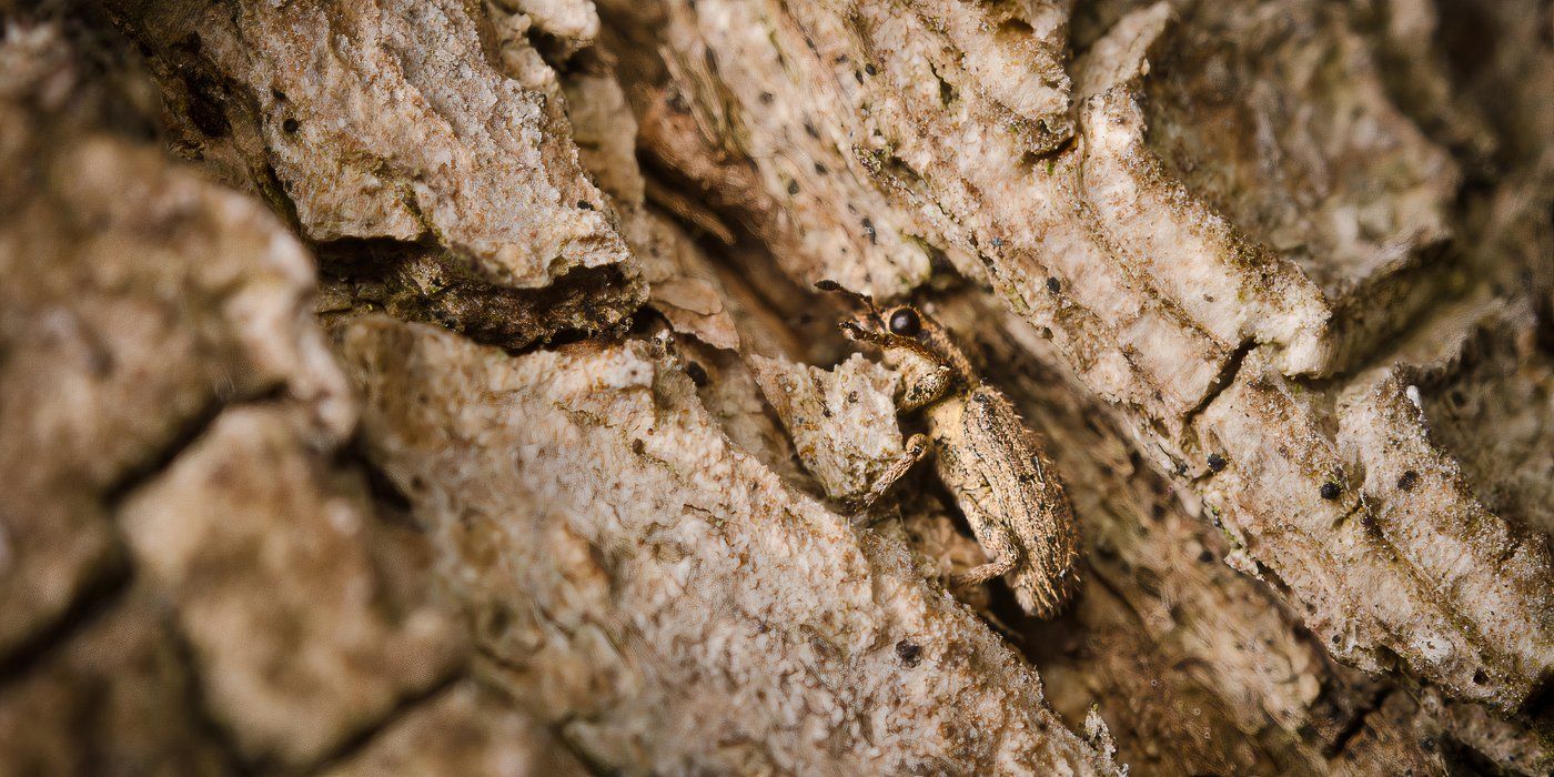 Insect Camouflage: How Garden Bugs Thrive