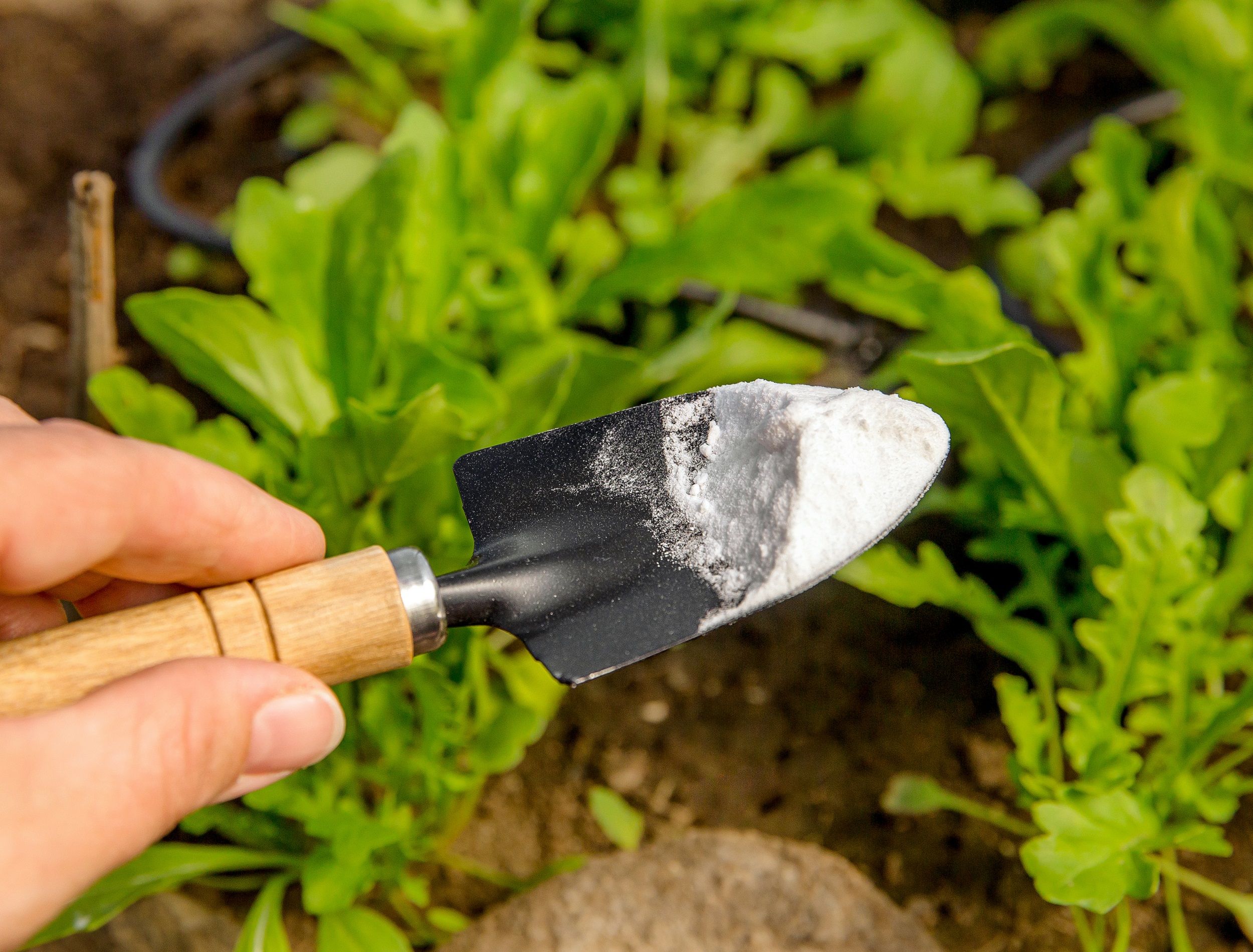 Use Baking Soda to Kill Weeds: 5 Steps