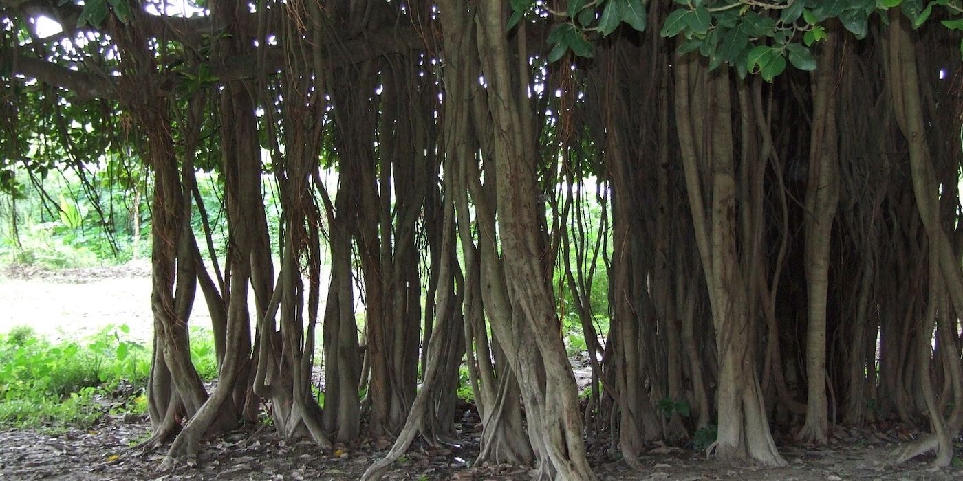 Strangler Fig: The Tree That Suffocates Other Plants