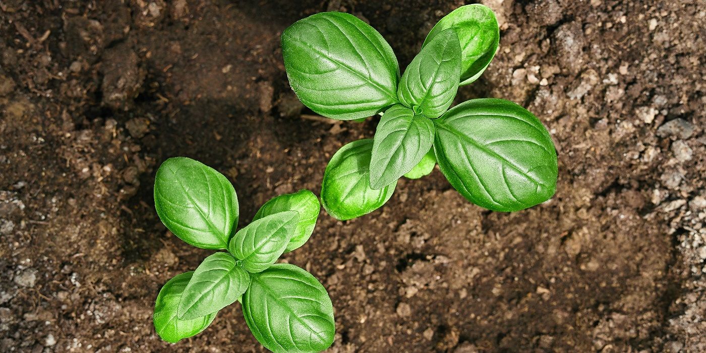 Edible Plants That Double as a Living Fence: 5 Must-Grow Picks